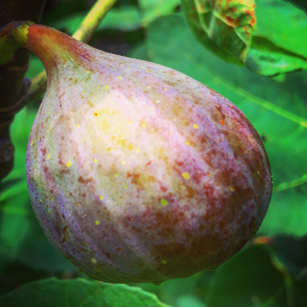 Figging out: Fresh fig cake – Hungry for Louisiana